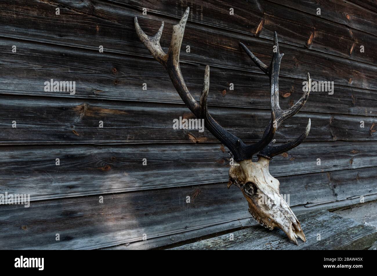 Hirsch Skelett Stockfotos und -bilder Kaufen - Alamy