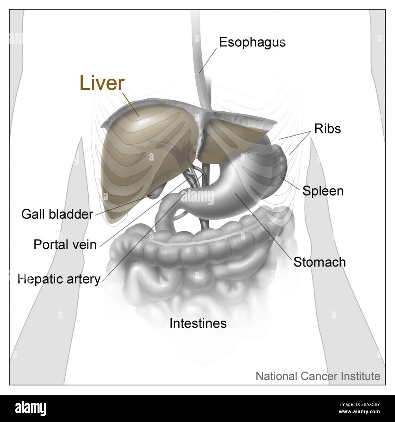 Hepatic artery -Fotos und -Bildmaterial in hoher Auflösung – Alamy