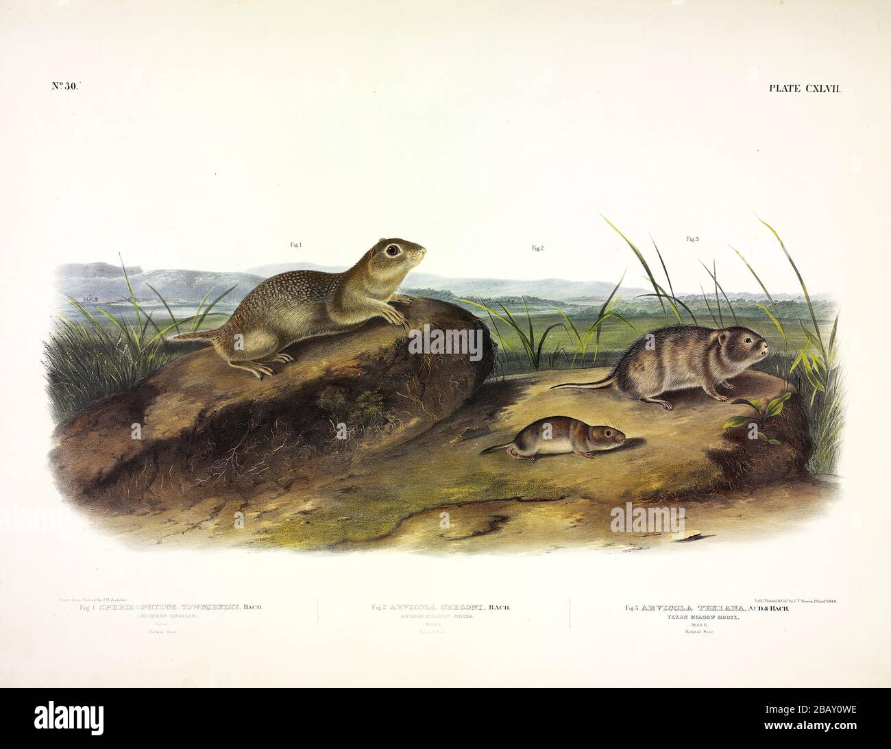 Microtus oregoni -Fotos und -Bildmaterial in hoher Auflösung – Alamy