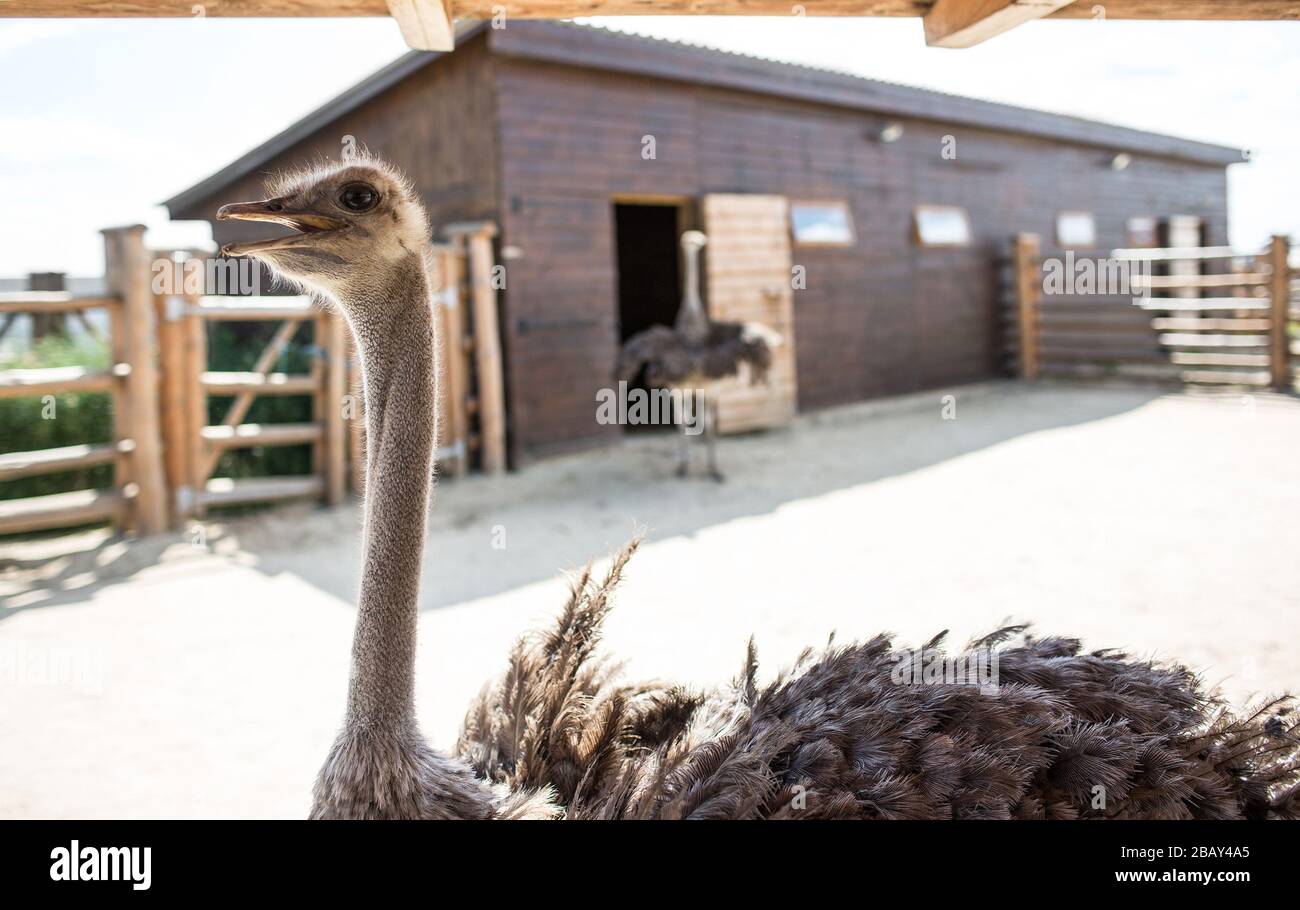 Zwei strauße -Fotos und -Bildmaterial in hoher Auflösung – Alamy