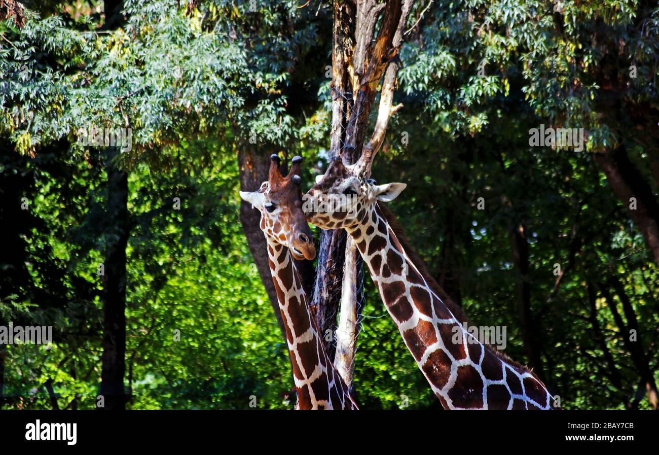 Cebuella pygmaea amazonas primat -Fotos und -Bildmaterial in hoher ...
