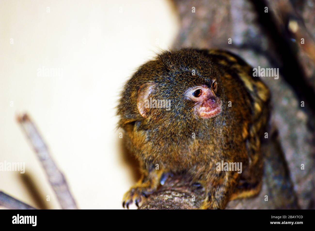 Pygmäen-Marmose (Cebuella pygmaea) ist einer der kleinsten Affen der ...