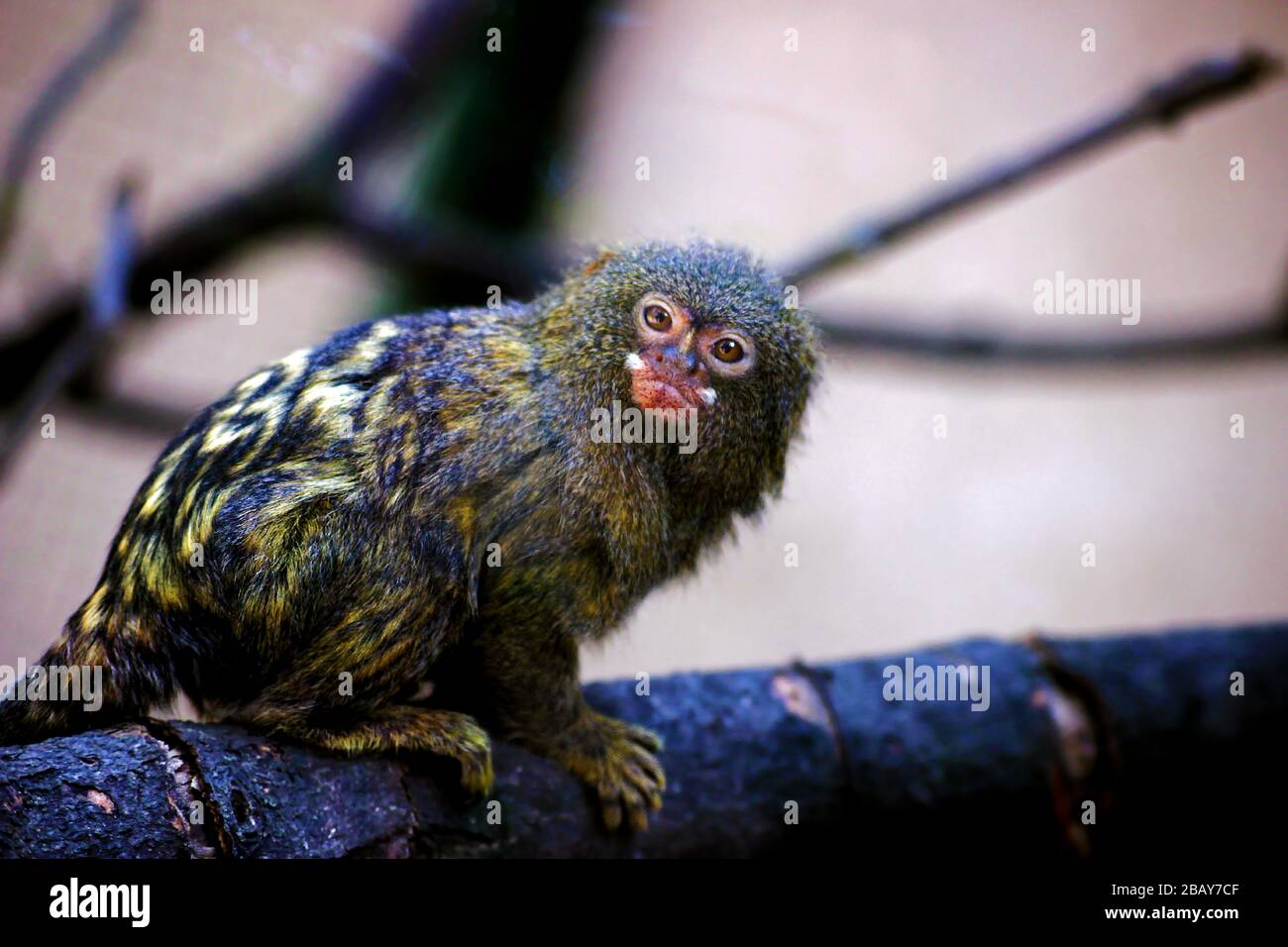 Pygmäen-Marmose (Cebuella pygmaea) ist einer der kleinsten Affen der ...