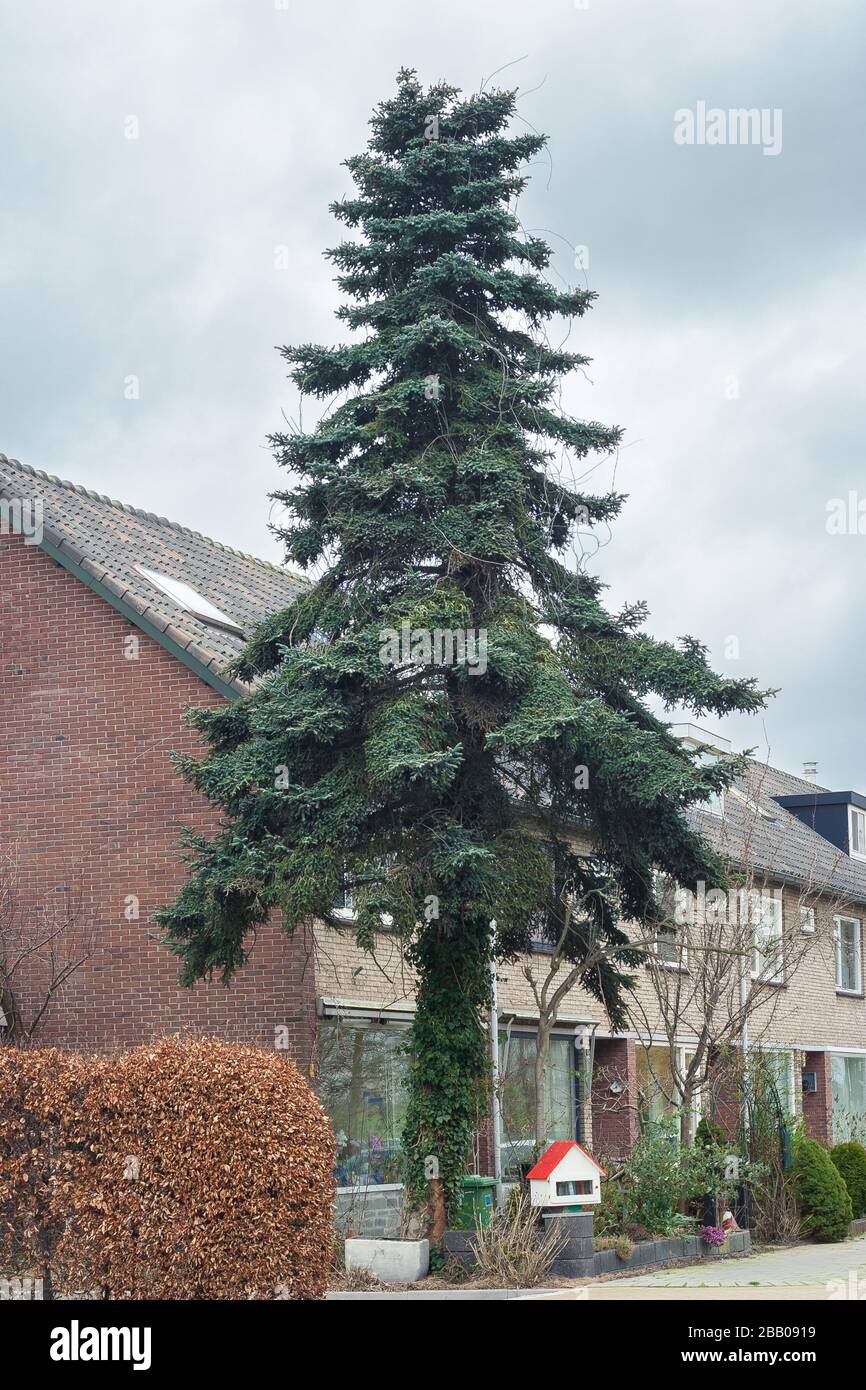 Blue spanish fir abies pinsapo glauca -Fotos und -Bildmaterial in hoher ...