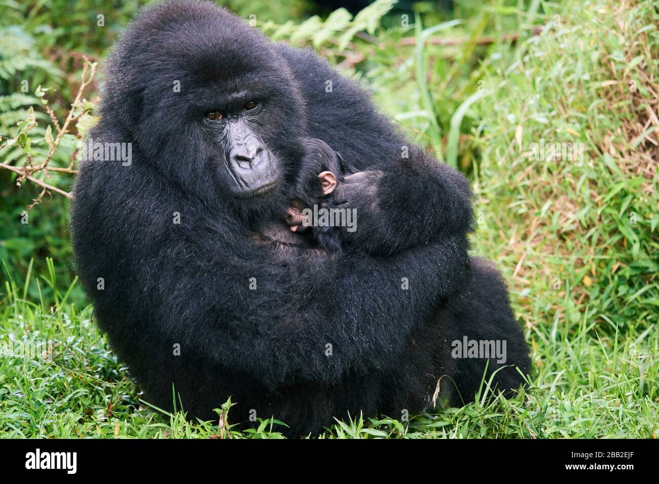 Berggorilla {Gorilla beringei} Mutter hält neues Baby geboren - 1 Tag ...