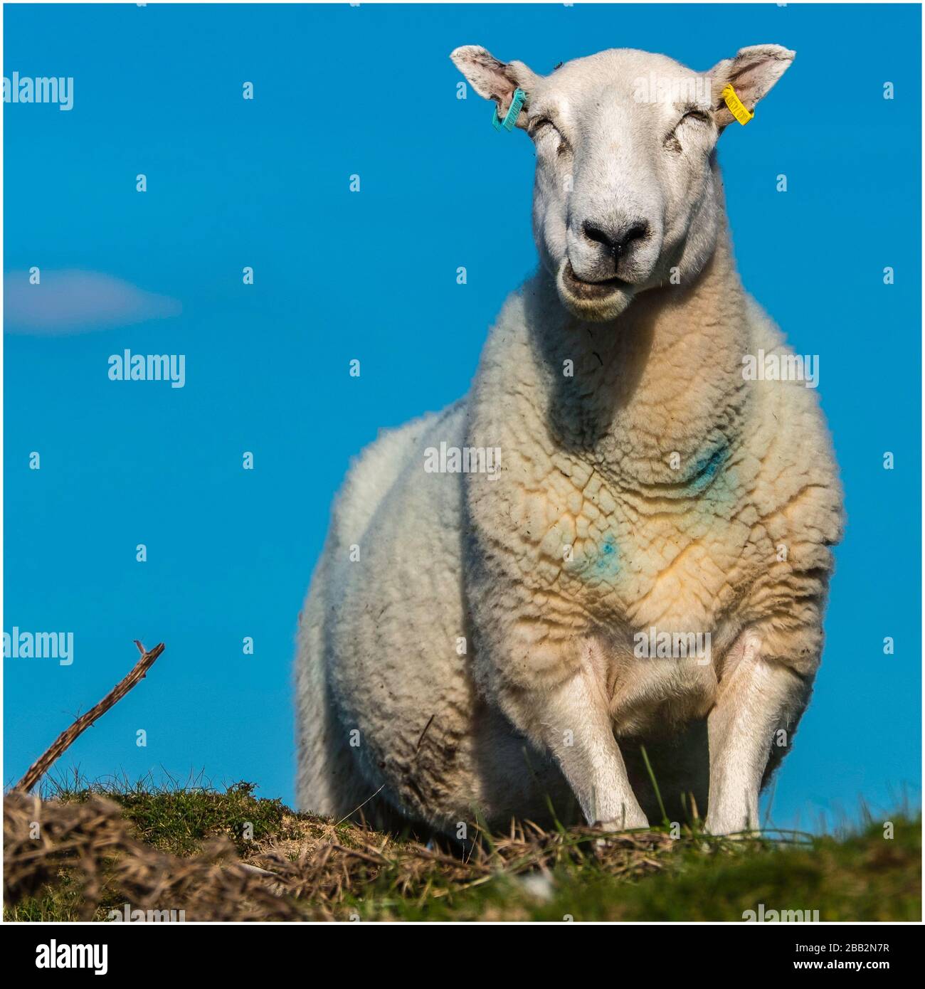 Schafe augen ohren mutterschaf nase mund -Fotos und -Bildmaterial in ...