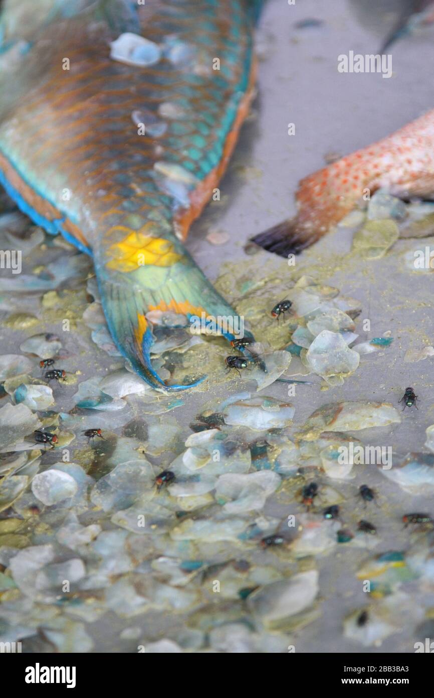 Menschlicher Konsum Stockfotos und -bilder Kaufen - Alamy