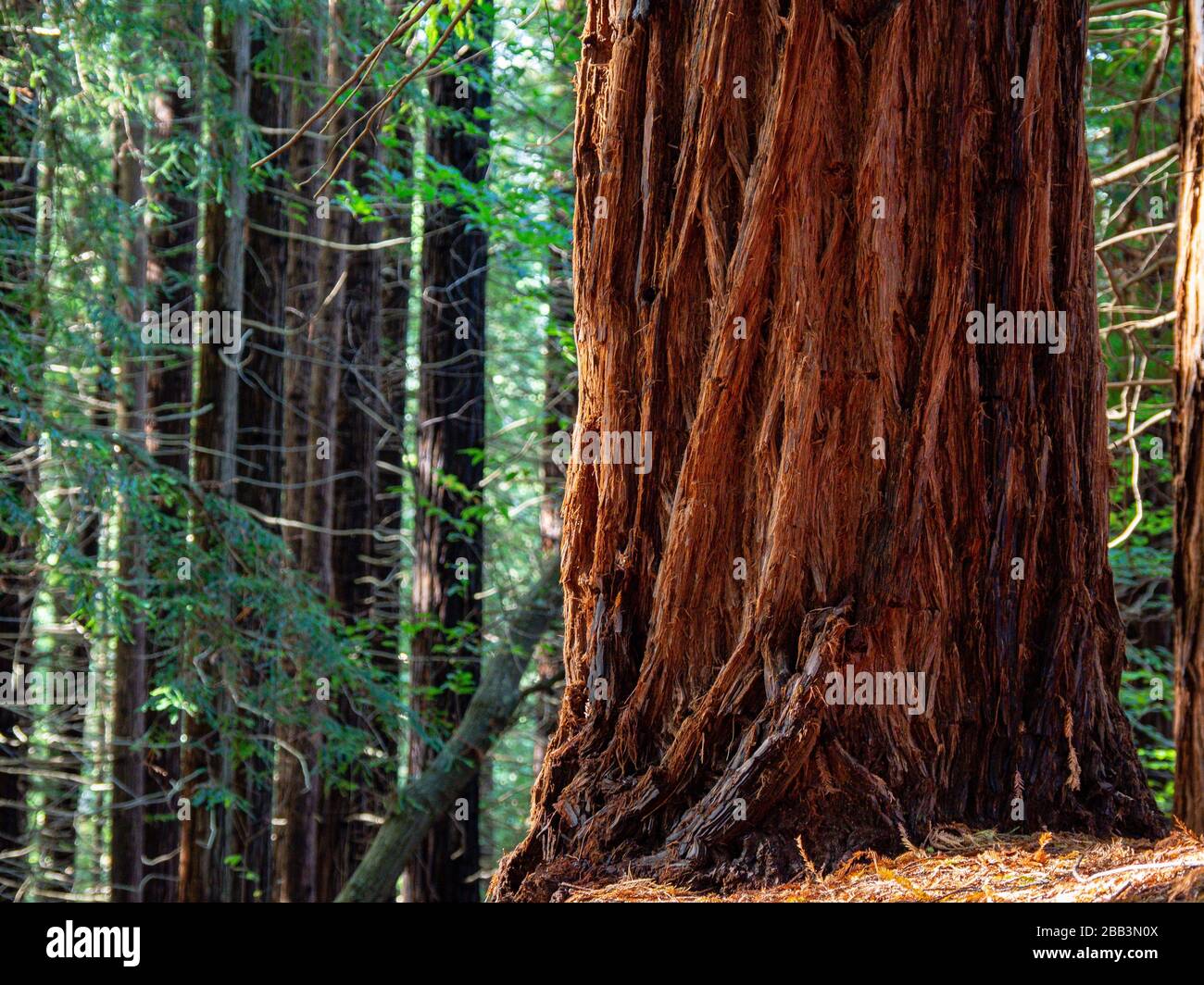 Secuoyas del Monte Cabezón son, Espacio Natural Protegido, Cabezón de ...