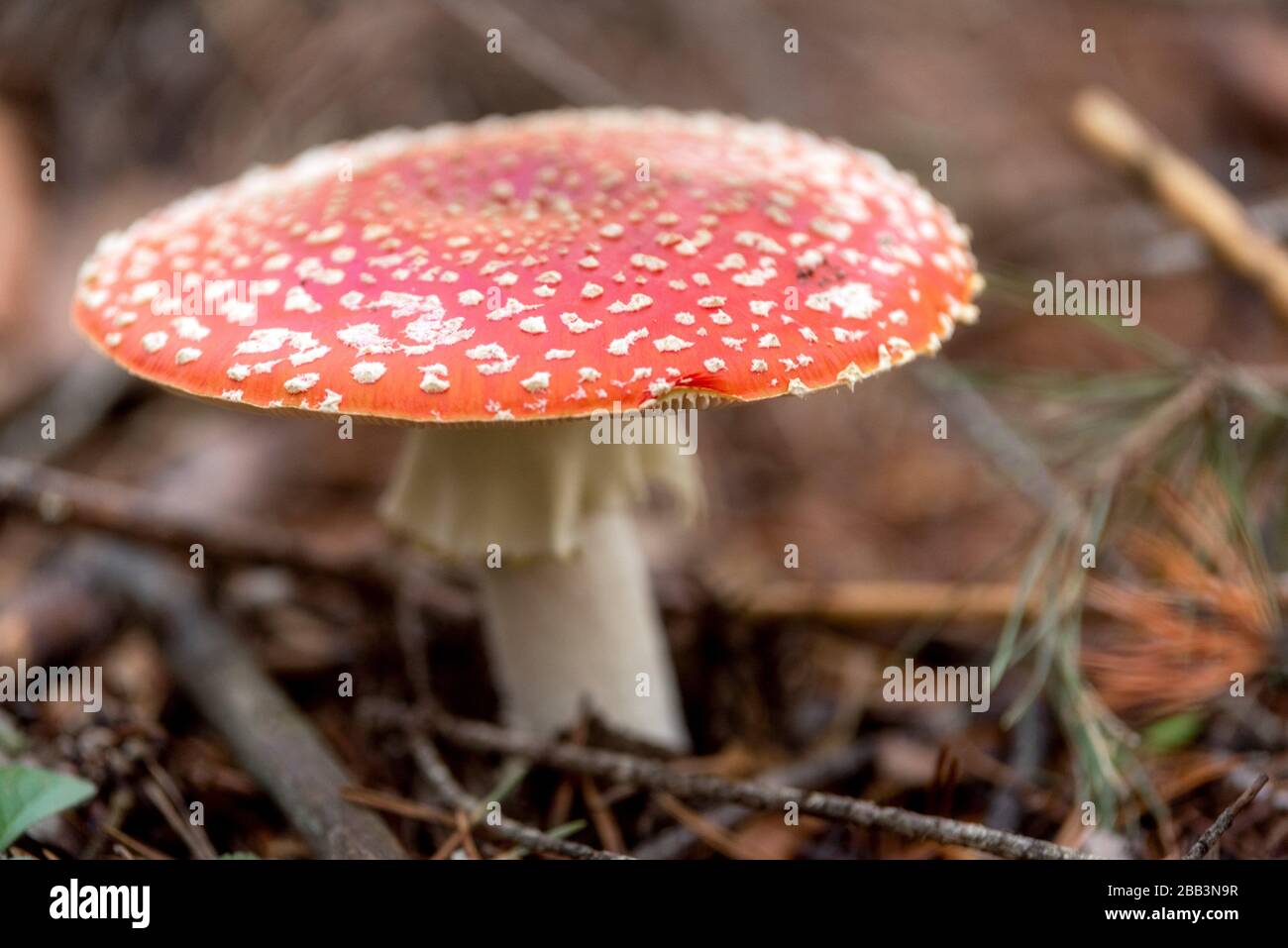 Giftiger Pilz Stockfotos und -bilder Kaufen - Alamy