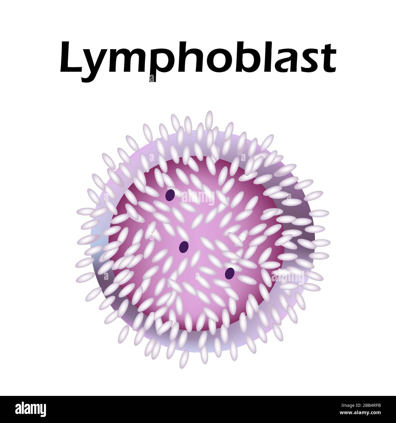 Die Struktur der Lymphozyte. Lymphozyten Blutkörperchen. Immunität der ...