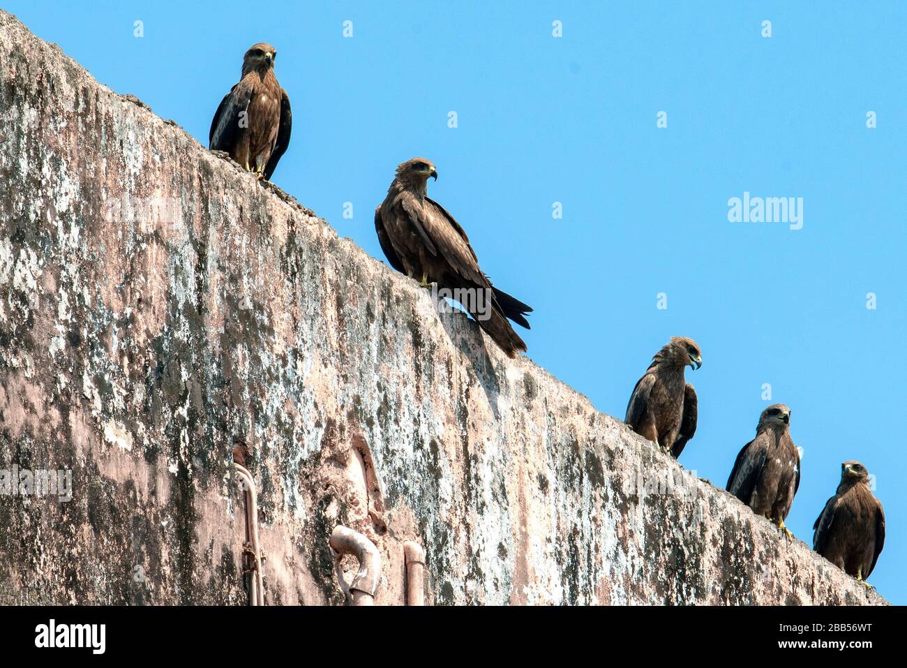 Drei adler -Fotos und -Bildmaterial in hoher Auflösung – Alamy