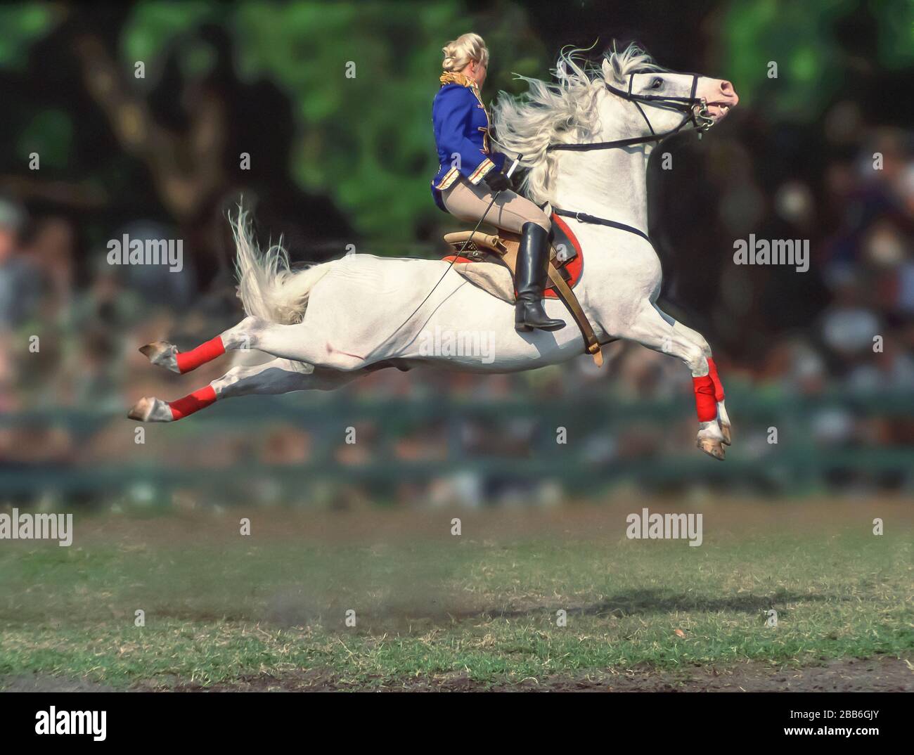 Capriole pferd -Fotos und -Bildmaterial in hoher Auflösung – Alamy