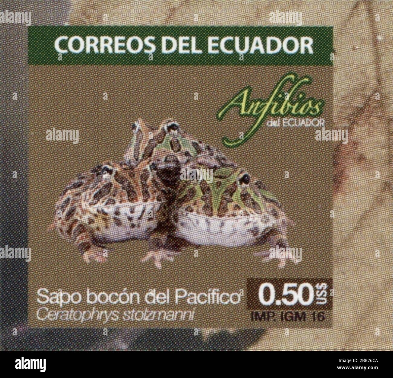 Ceratophrys testudo -Fotos und -Bildmaterial in hoher Auflösung – Alamy