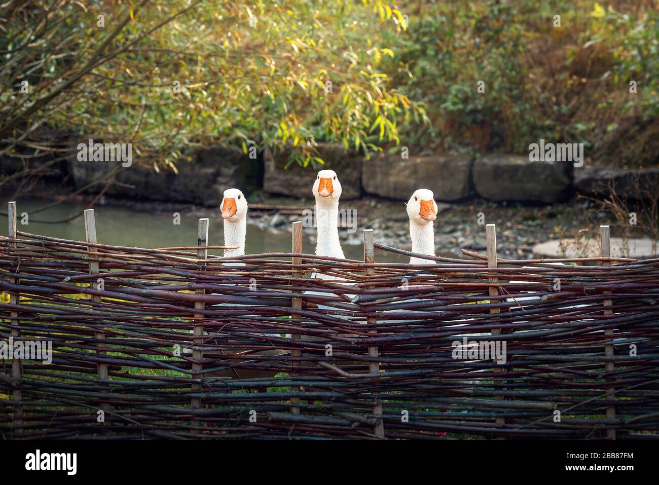 Lustig aussehende weiße gans -Fotos und -Bildmaterial in hoher ...