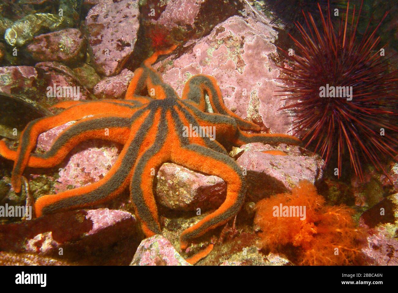Solaster stimpsoni -Fotos und -Bildmaterial in hoher Auflösung – Alamy