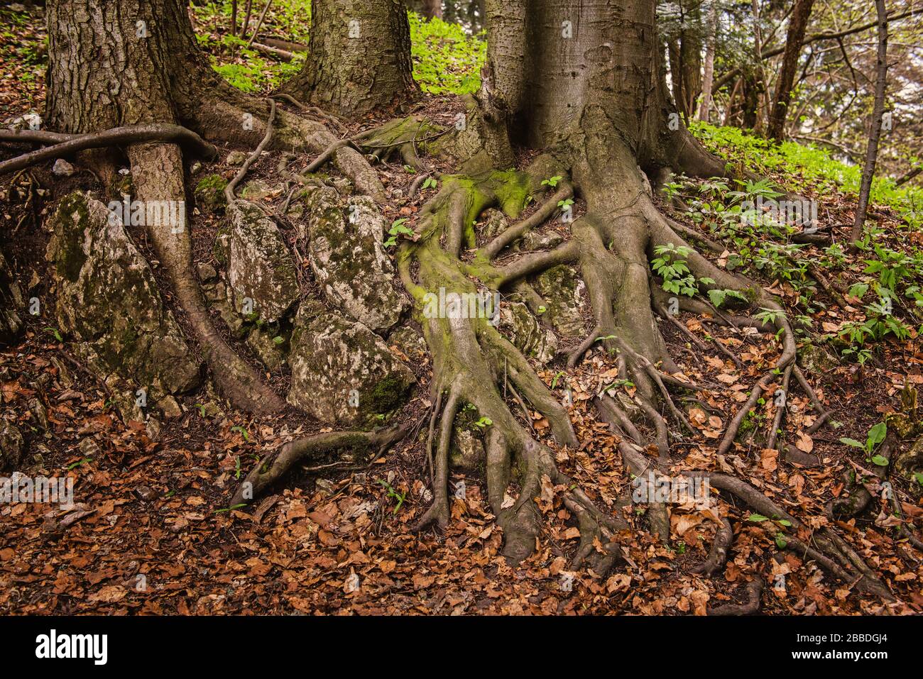 Baumwurzel grafik -Fotos und -Bildmaterial in hoher Auflösung – Alamy