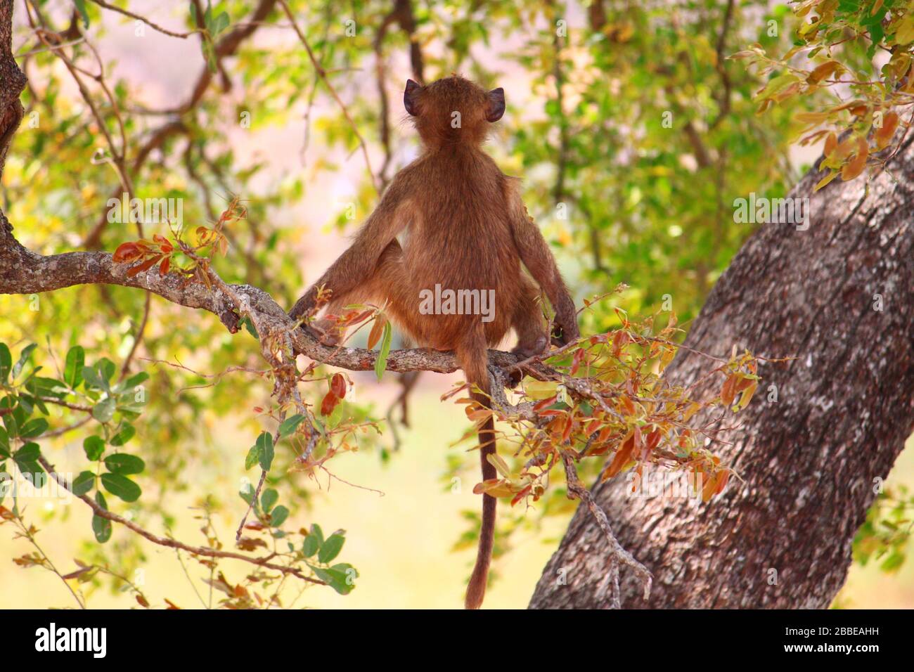 Afrika affe -Fotos und -Bildmaterial in hoher Auflösung – Alamy