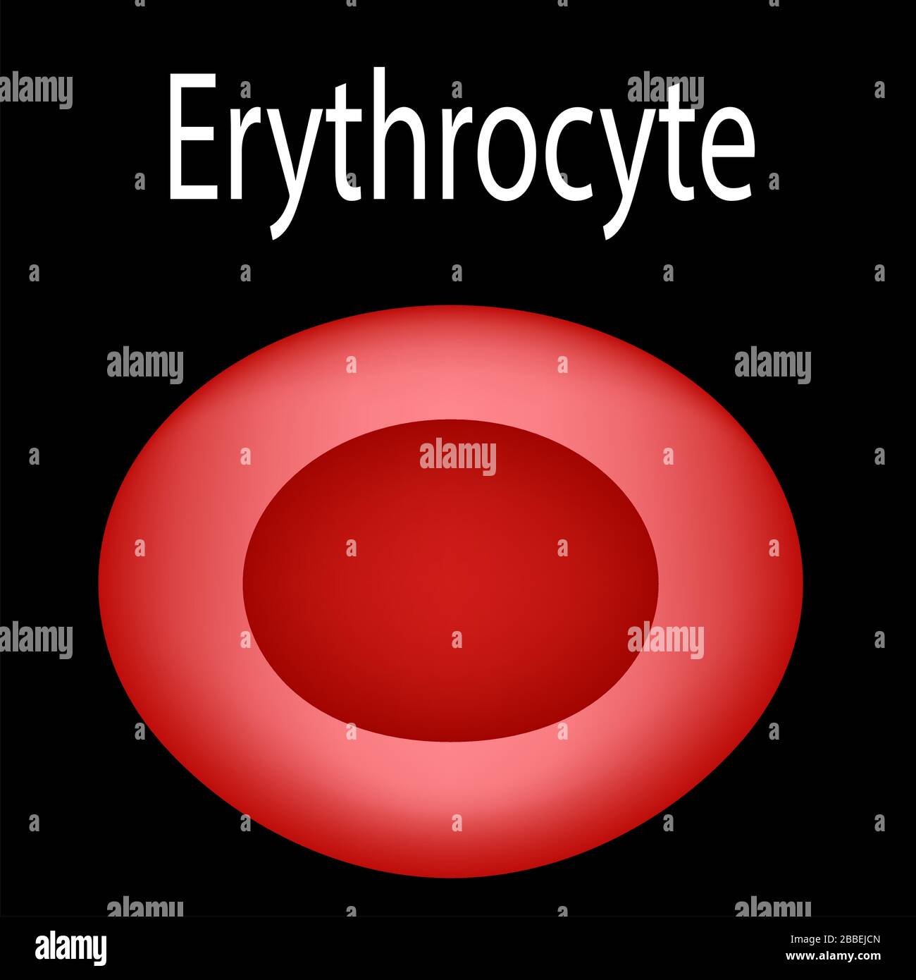 Die Struktur der roten Blutkörperchen. Erythrozyten-Blutzelle. Die ...