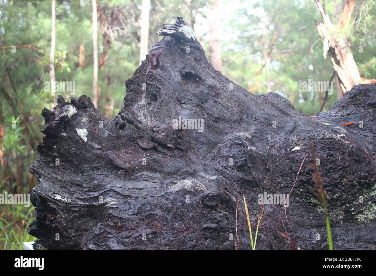 Gefallener kamerad des waldes -Fotos und -Bildmaterial in hoher Auflösung – Alamy