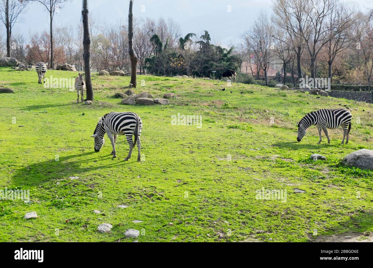 Wildes zebra essen -Fotos und -Bildmaterial in hoher Auflösung – Alamy