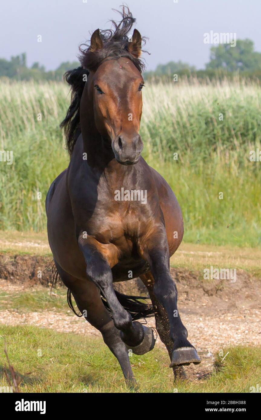 Galoppierender kopf -Fotos und -Bildmaterial in hoher Auflösung – Alamy