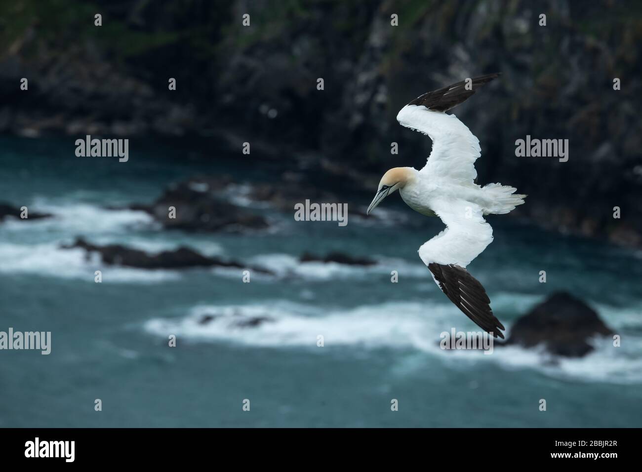 Solan goose -Fotos und -Bildmaterial in hoher Auflösung – Alamy