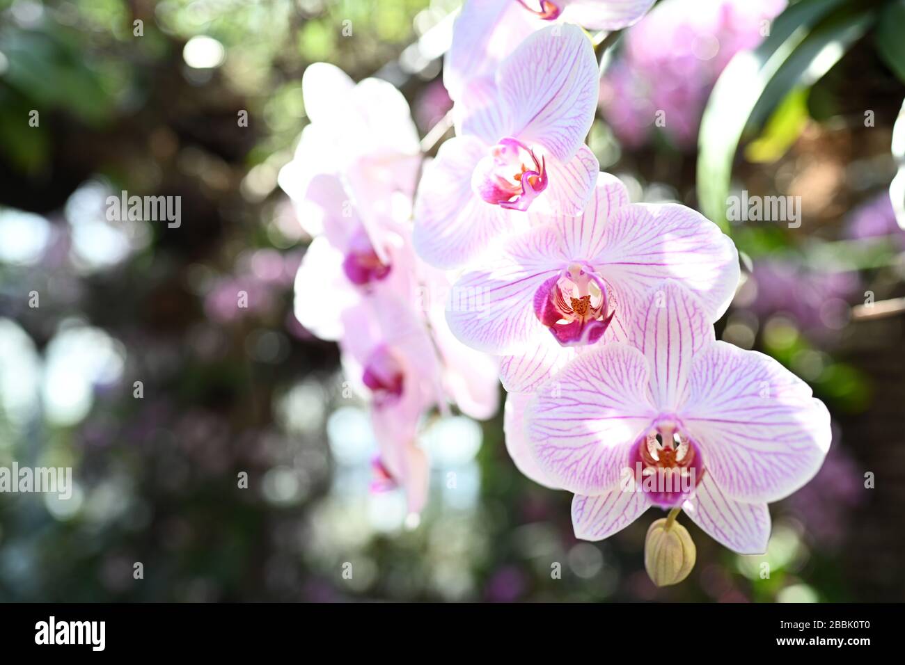 Insel Mainau Im Bodensee, Deutschland. März 2020. Orchideen blühen im ...