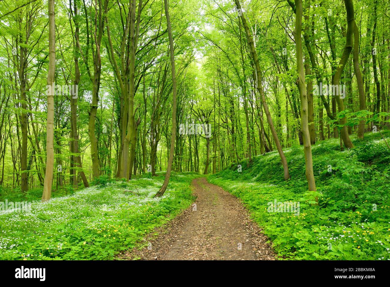 Bad bibra -Fotos und -Bildmaterial in hoher Auflösung – Alamy