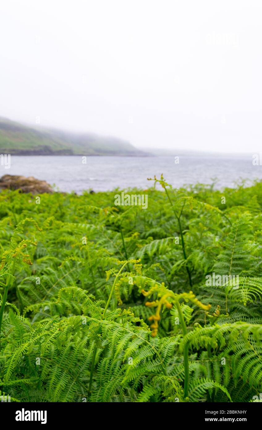 Blick auf die Landschaft am Strand von Calgary, wilde grüne Vegetation ...