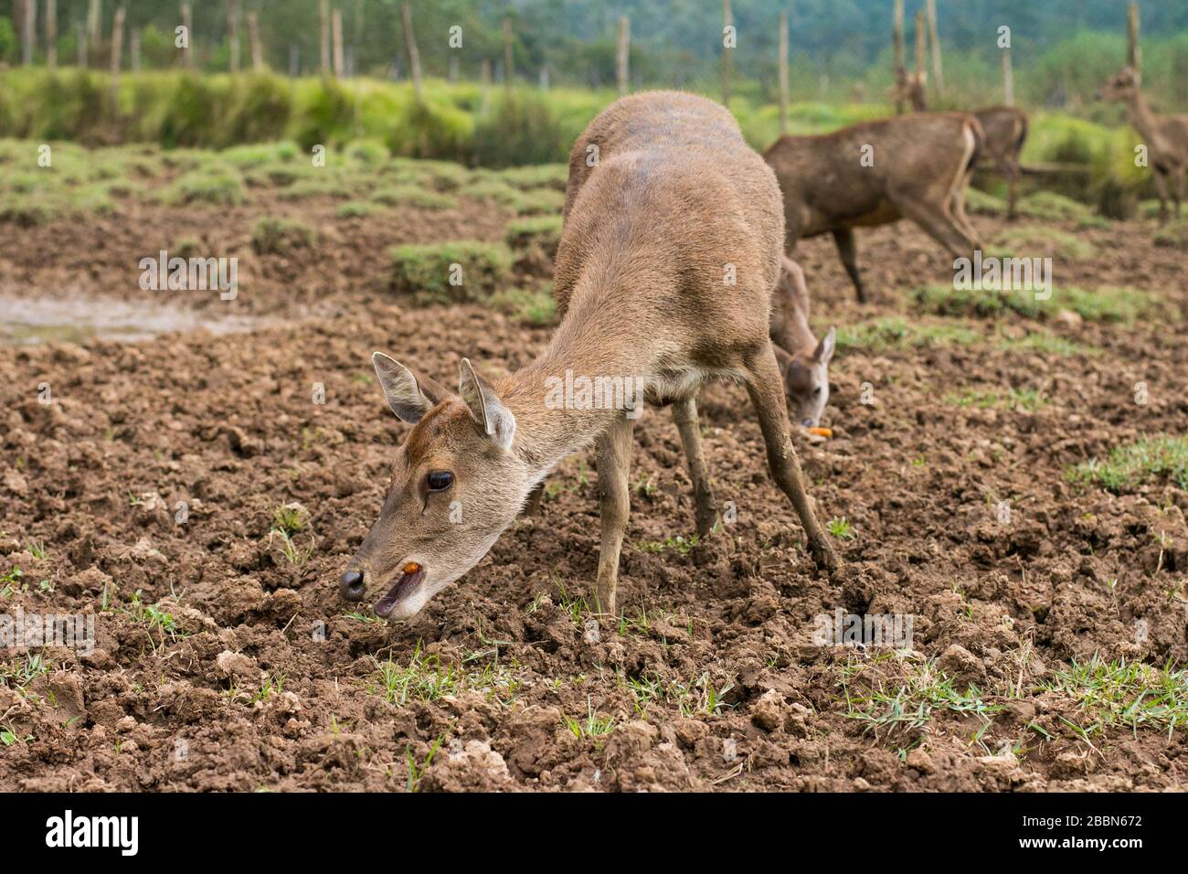 Weibliche Rehe, die beim Gras-Schlammfeld laufen, während sie Gras ...