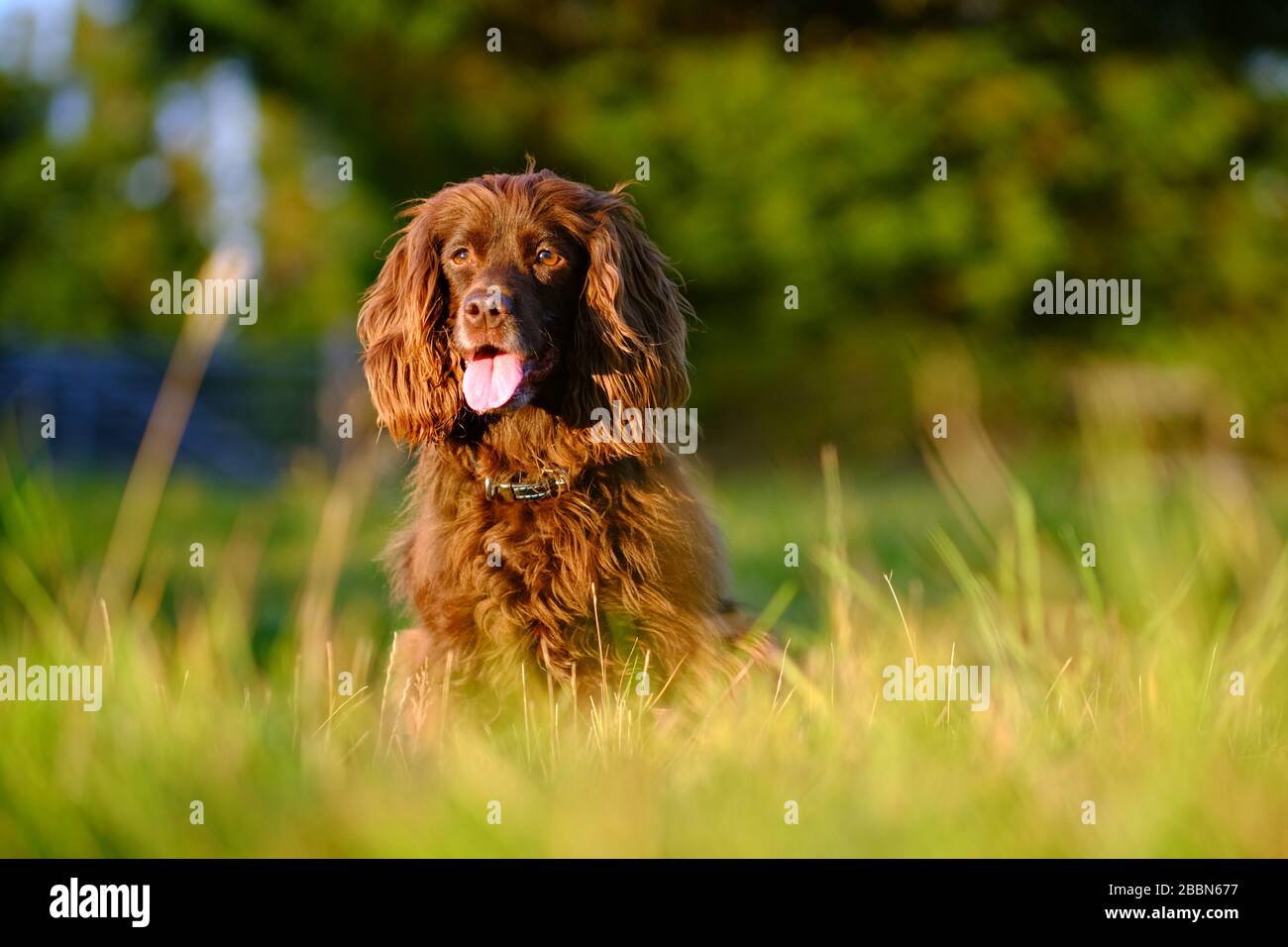 Brauner cockerspaniel -Fotos und -Bildmaterial in hoher Auflösung – Alamy