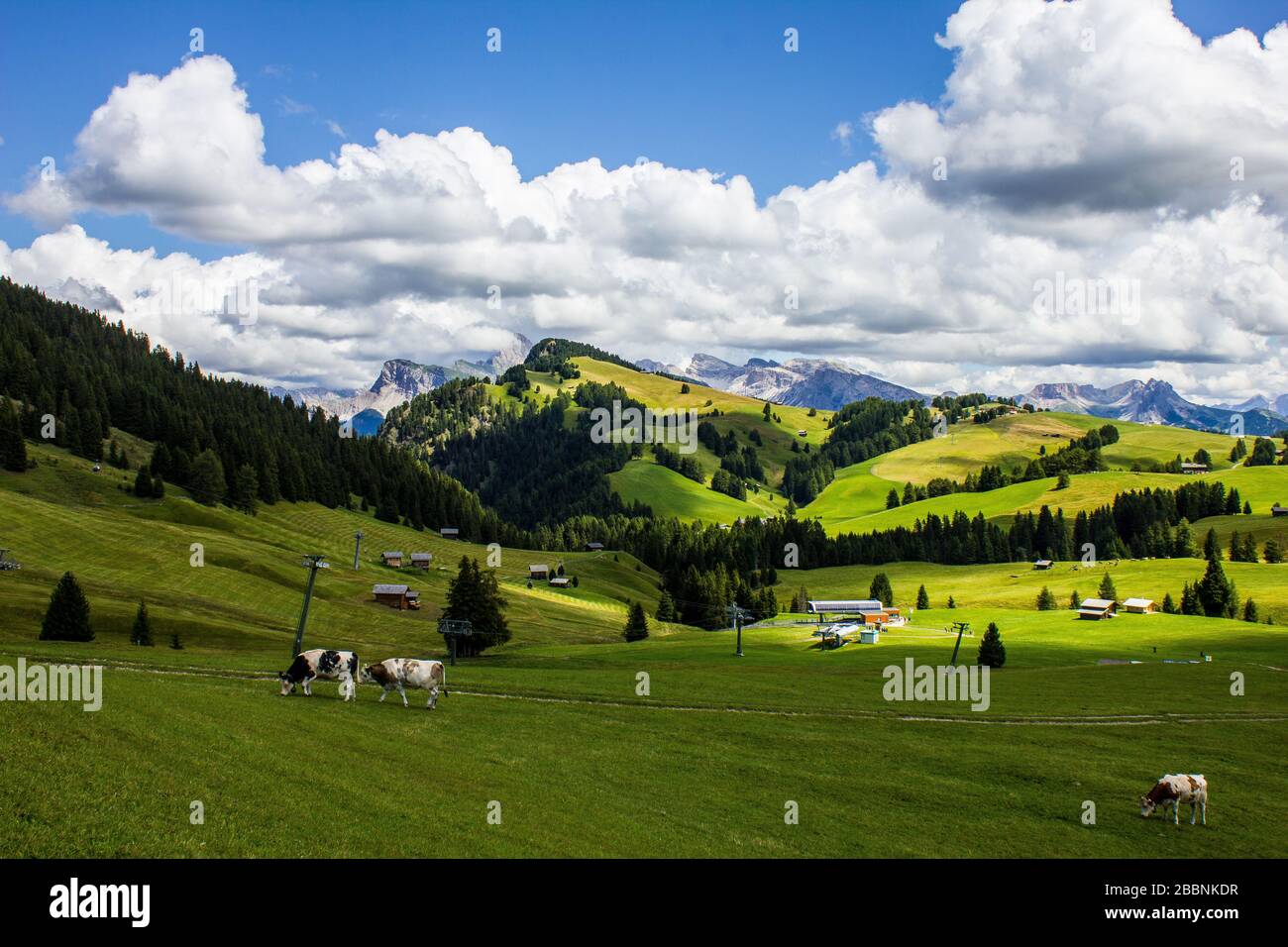 Alm kuh -Fotos und -Bildmaterial in hoher Auflösung – Alamy