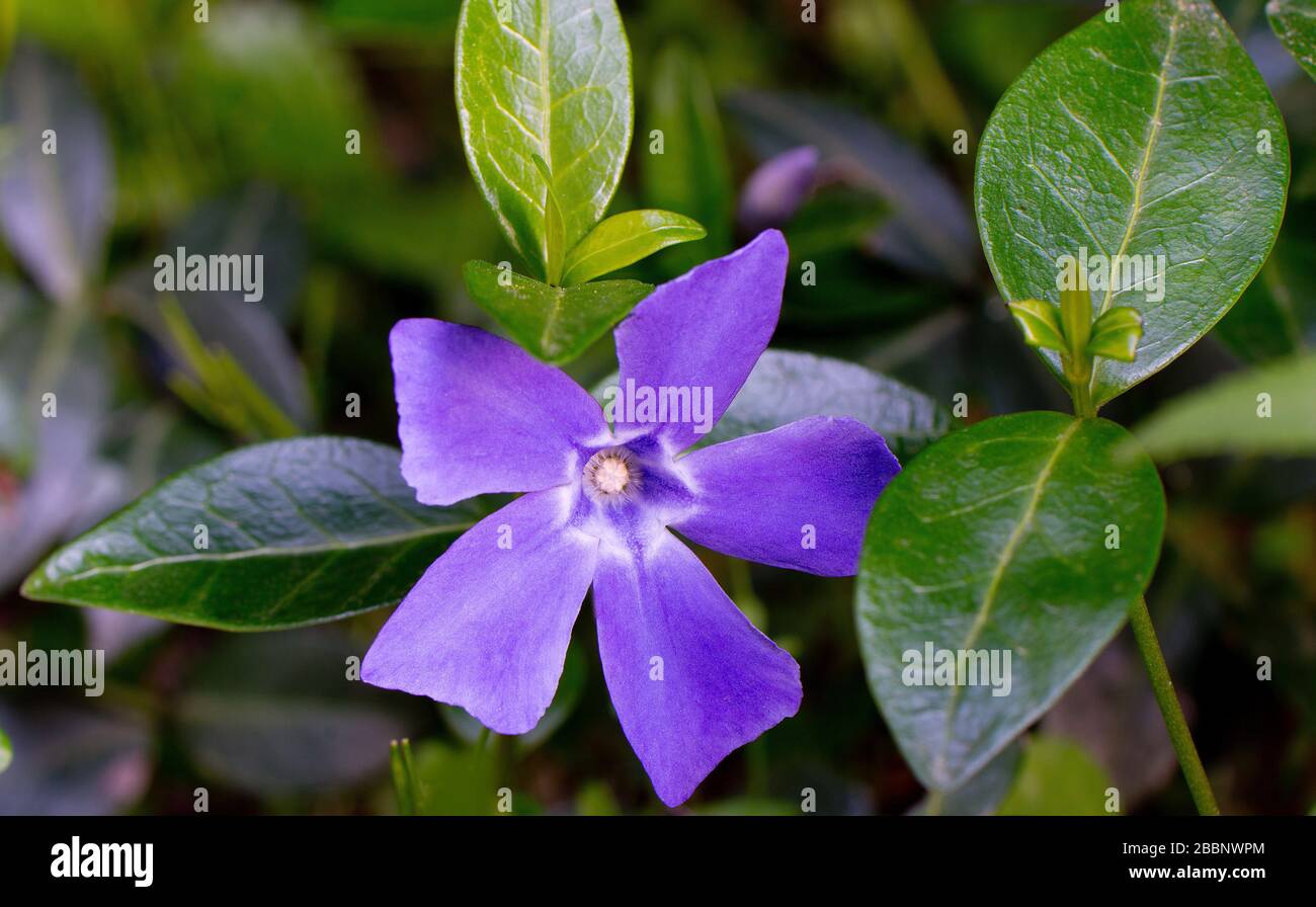 Vinca pervinca pervinca -Fotos und -Bildmaterial in hoher Auflösung – Alamy