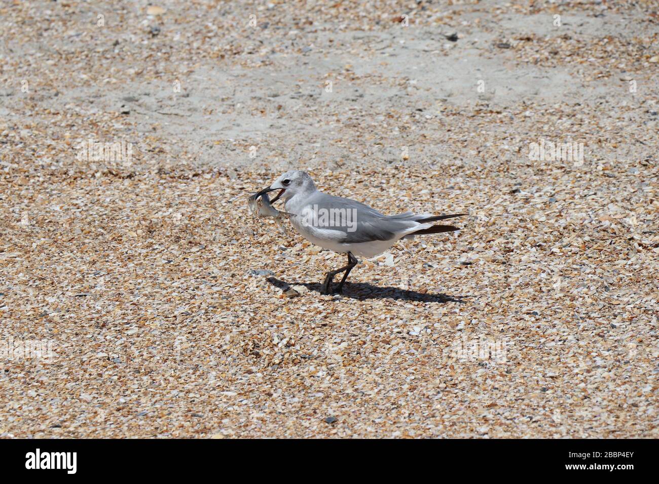 Isst Fisch Stockfotos und -bilder Kaufen - Alamy