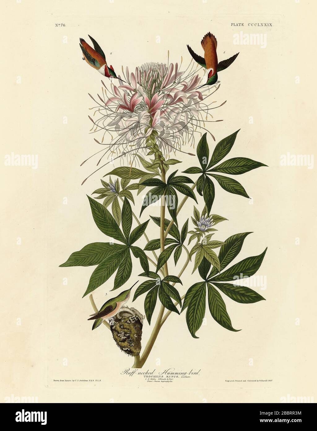 Kolibri vögel -Fotos und -Bildmaterial in hoher Auflösung – Alamy