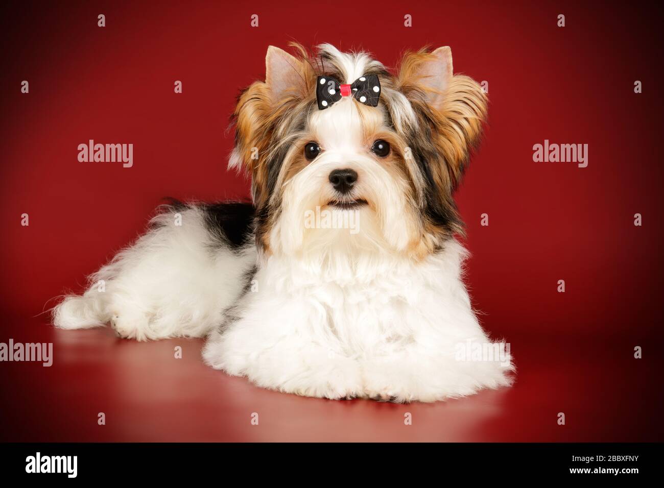 Biewer yorkshire terrier -Fotos und -Bildmaterial in hoher Auflösung ...