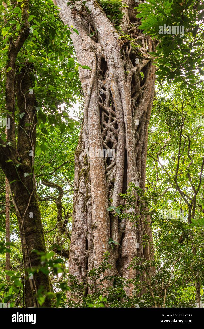 Großer Strangler Feigenbaum (Ficus costaricana) im Curi Cancha Wildlife ...