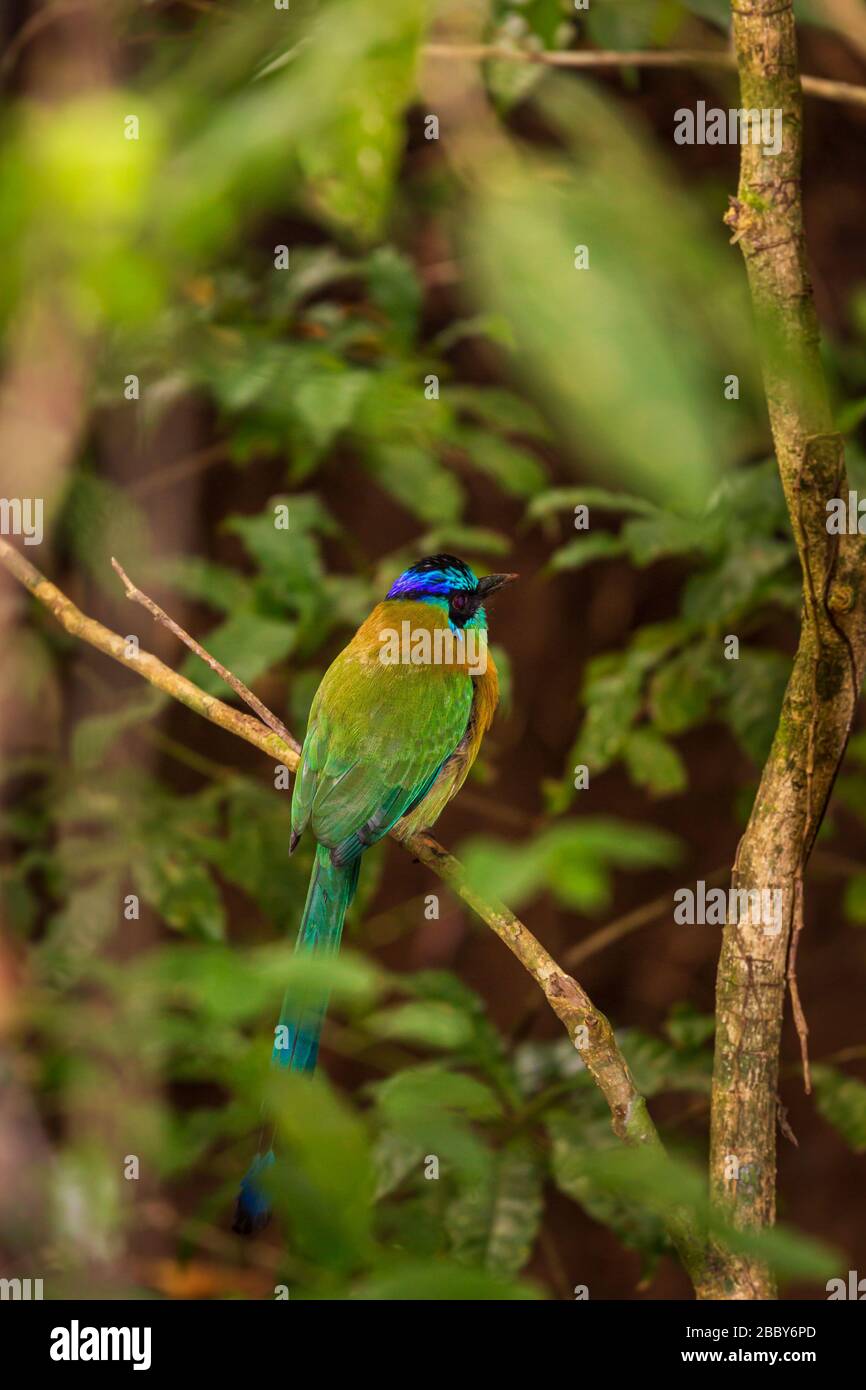 Ein Lesson's Motmot (Momotus lessonii) im Curi Cancha Wildlife Refuge ...