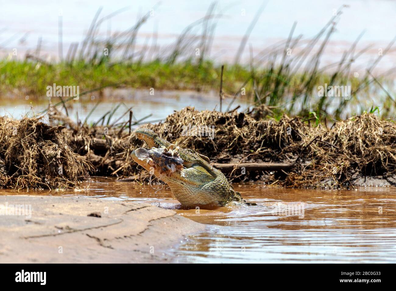 Ein Nilkrokodil, das eine riesige Barbel (Sharptooth Catfish) im Kruger ...