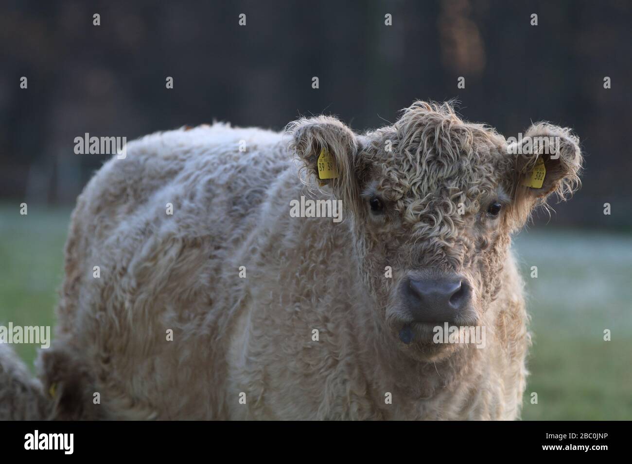 Young galloway cattle -Fotos und -Bildmaterial in hoher Auflösung – Alamy