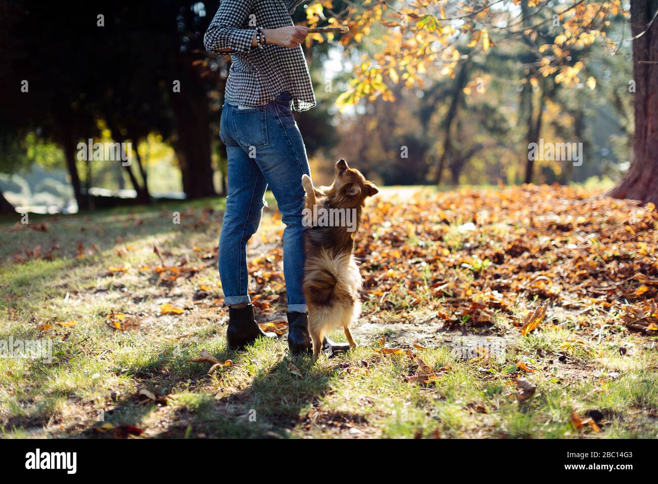 Hund genießt zeit mit dem besitzer -Fotos und -Bildmaterial in hoher ...