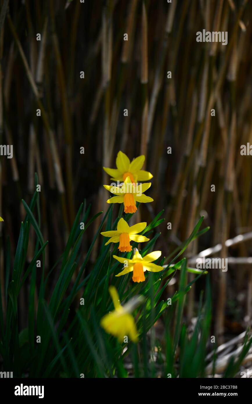 Narcissus cyclamineus jetfire -Fotos und -Bildmaterial in hoher ...