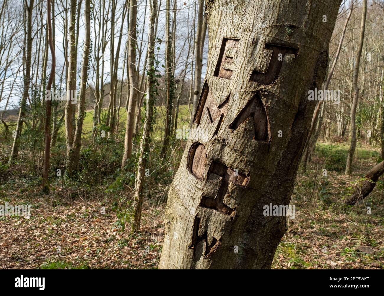Initialen schneiden in rinde -Fotos und -Bildmaterial in hoher ...