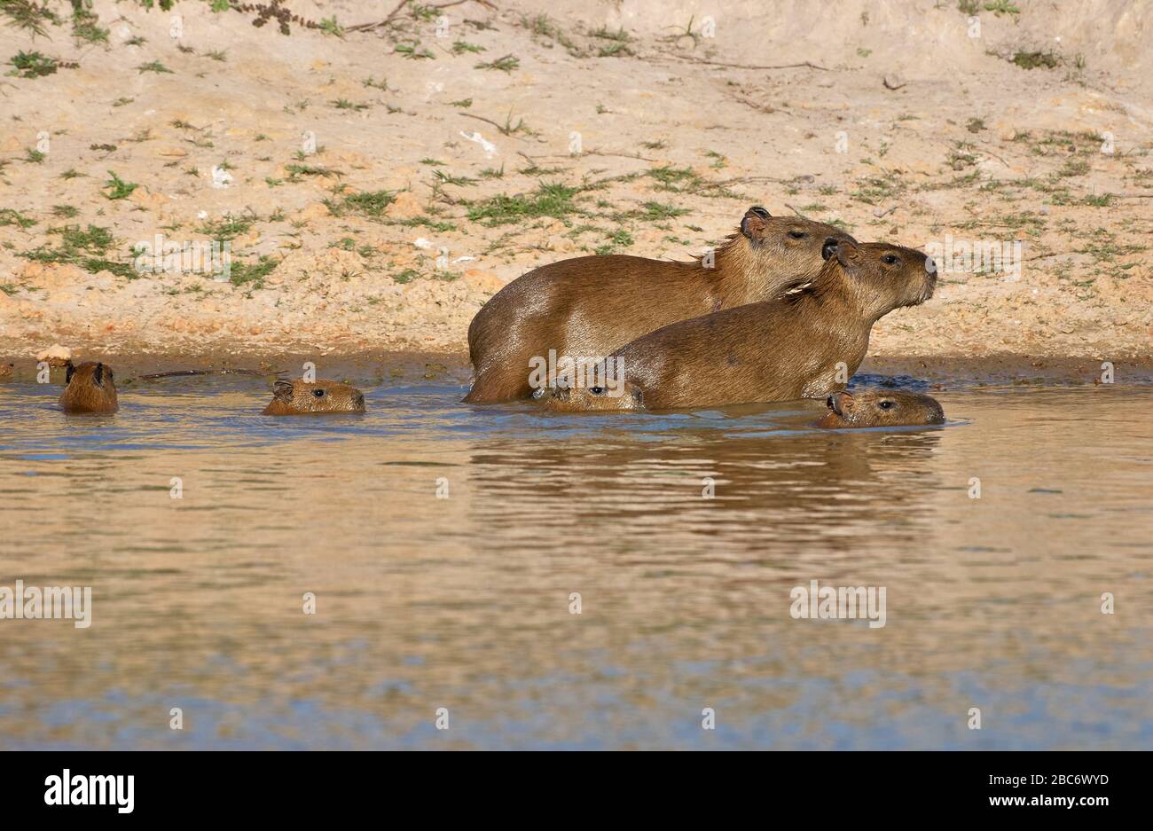 Capybaras familie -Fotos und -Bildmaterial in hoher Auflösung – Alamy