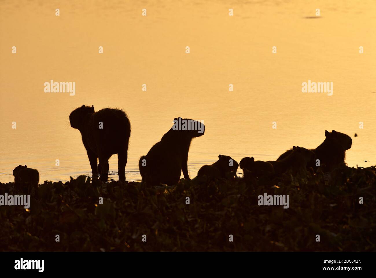 Capybaras familie -Fotos und -Bildmaterial in hoher Auflösung – Alamy