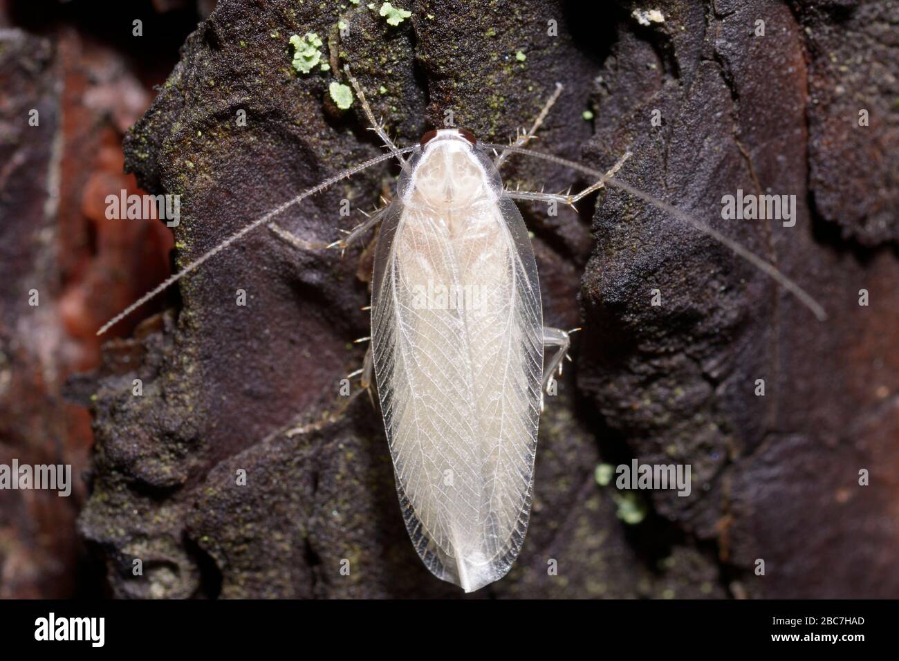 Small white moth -Fotos und -Bildmaterial in hoher Auflösung – Alamy