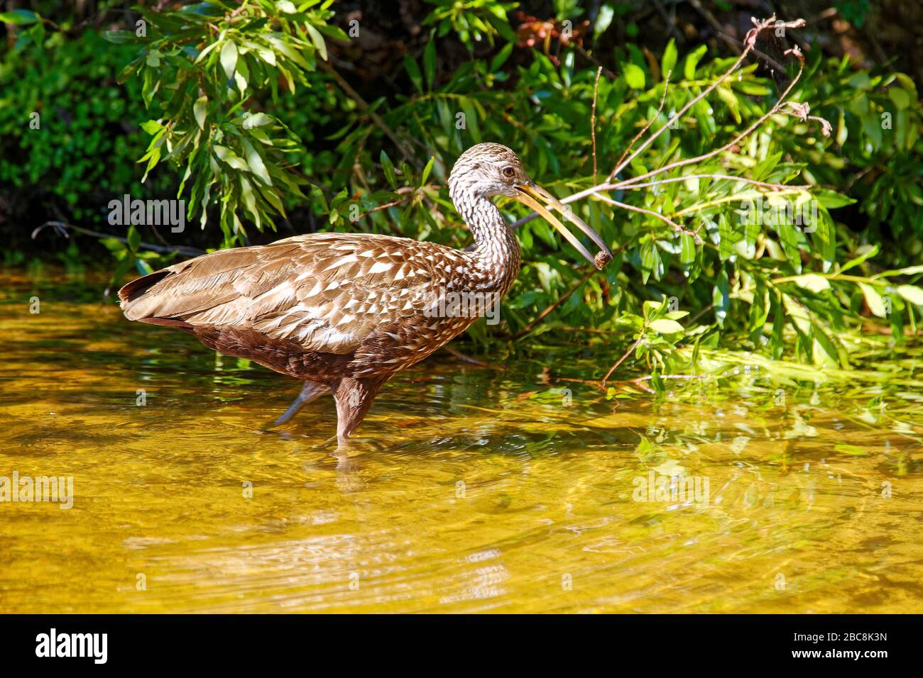 Apfelschnecke im schnabel -Fotos und -Bildmaterial in hoher Auflösung ...