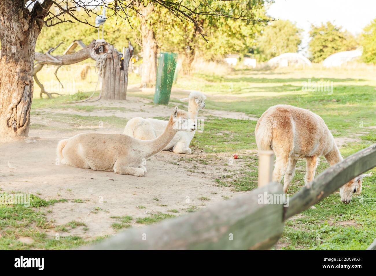 Süße Alpaka mit lustiger Gesichtsentspannung auf der Ranch im Sommertag ...