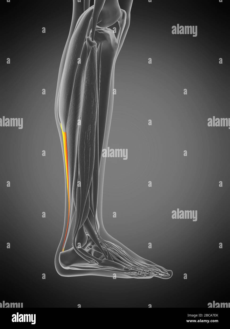 Achilles tendon -Fotos und -Bildmaterial in hoher Auflösung – Alamy