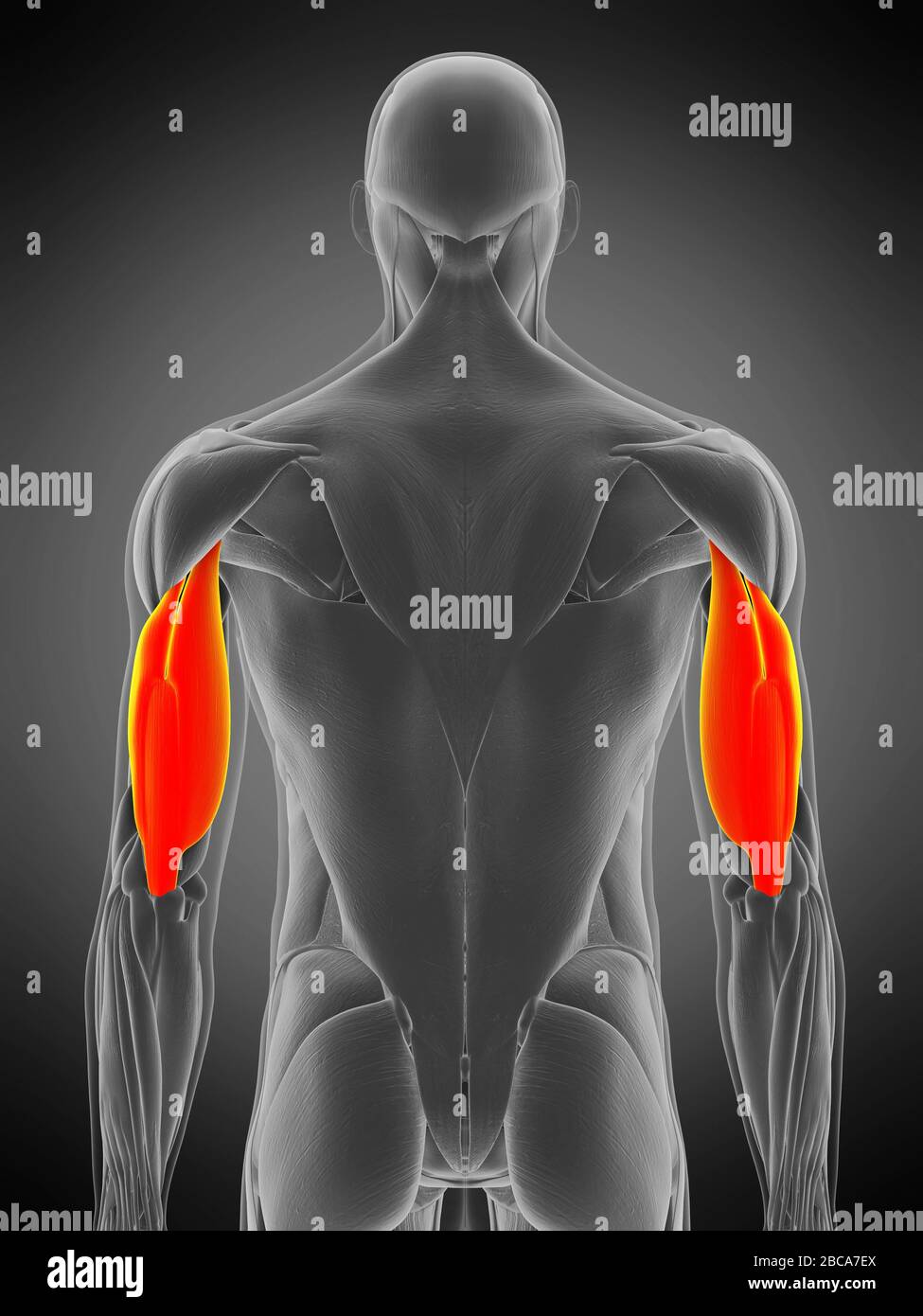 Trizeps Anatomie Stockfotos und -bilder Kaufen - Alamy